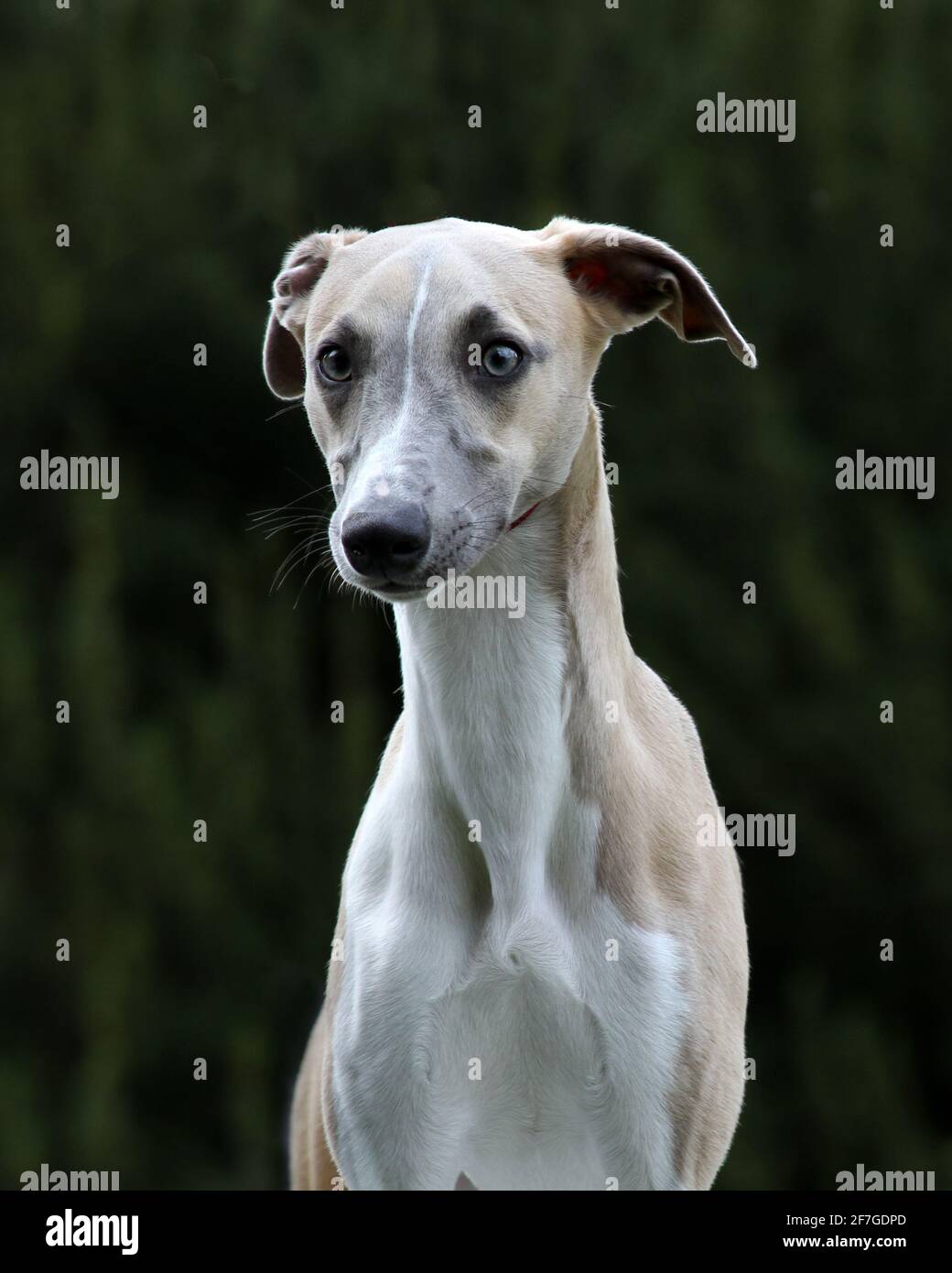 Black and white whippet hi-res stock photography and images - Alamy