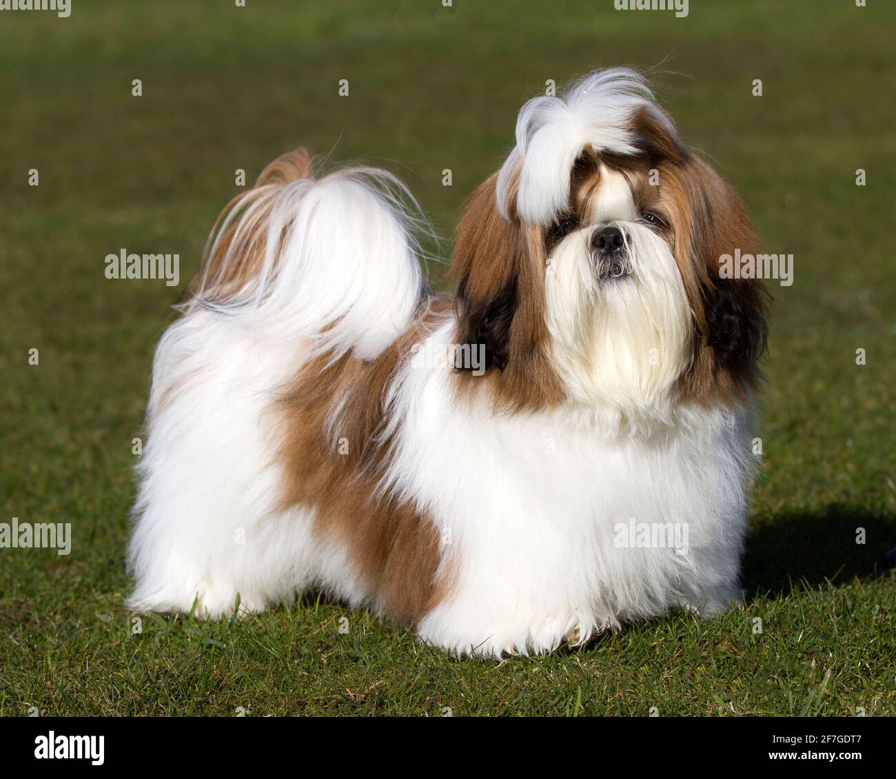 Shih Tzu puppy Stock Photo - Alamy