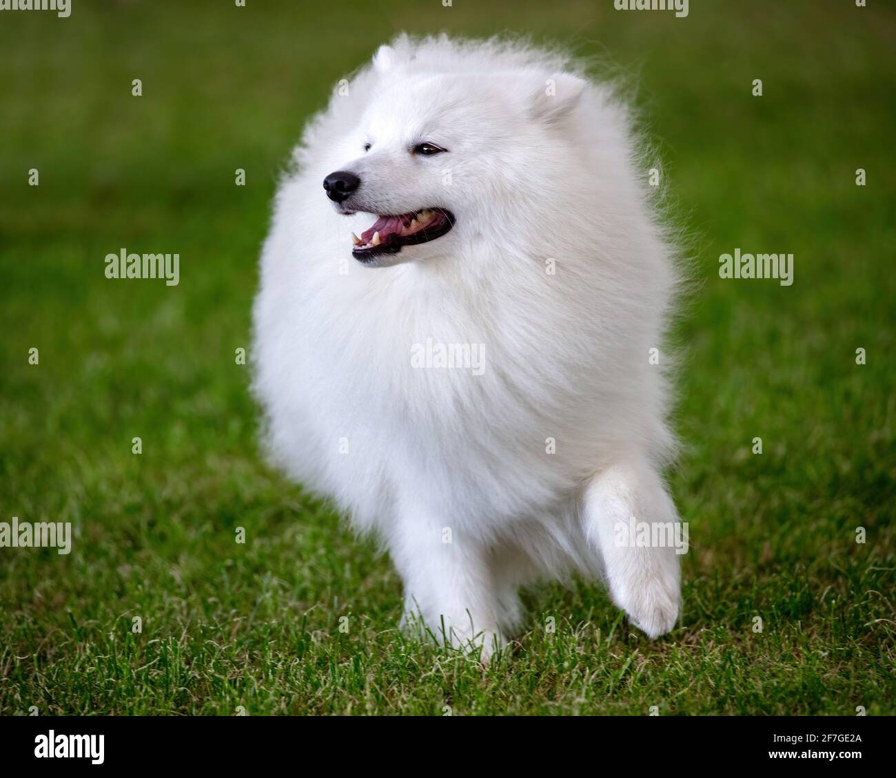Japanese dog grooming hi-res stock photography and images - Alamy
