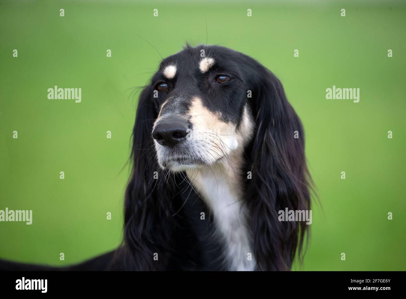 Saluki hunting dog hi-res stock photography and images - Alamy