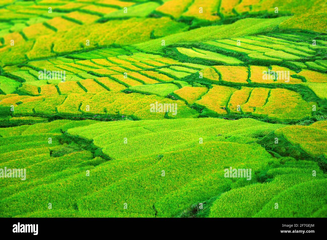 Rice terraces fields lush green and yellow, harvest ripe, rice on the ...