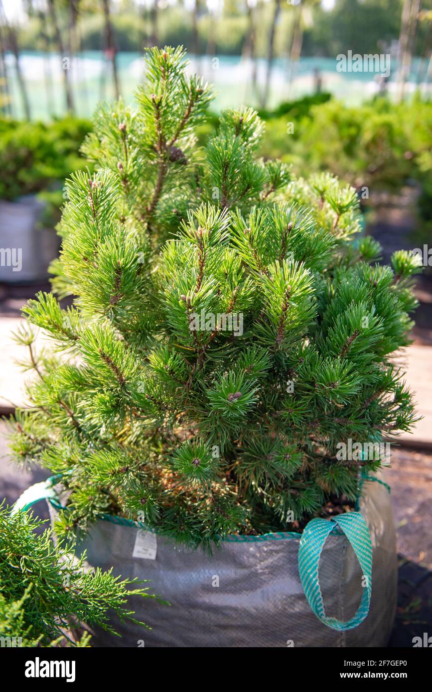 Coniferous plant Nursery. Young pine trees grow in pots. Varietal trees ...