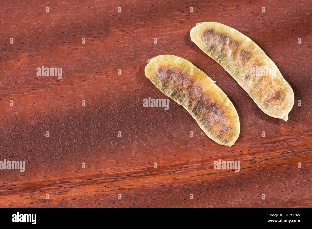 Indian senna plant hi-res stock photography and images - Alamy