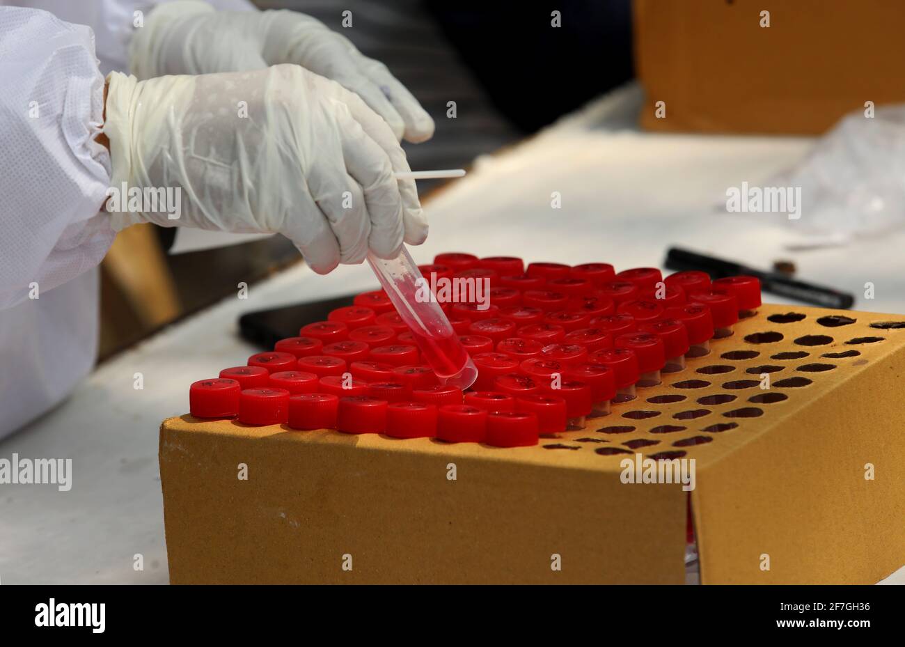A health worker holds a test tube with samples during swab sample ...