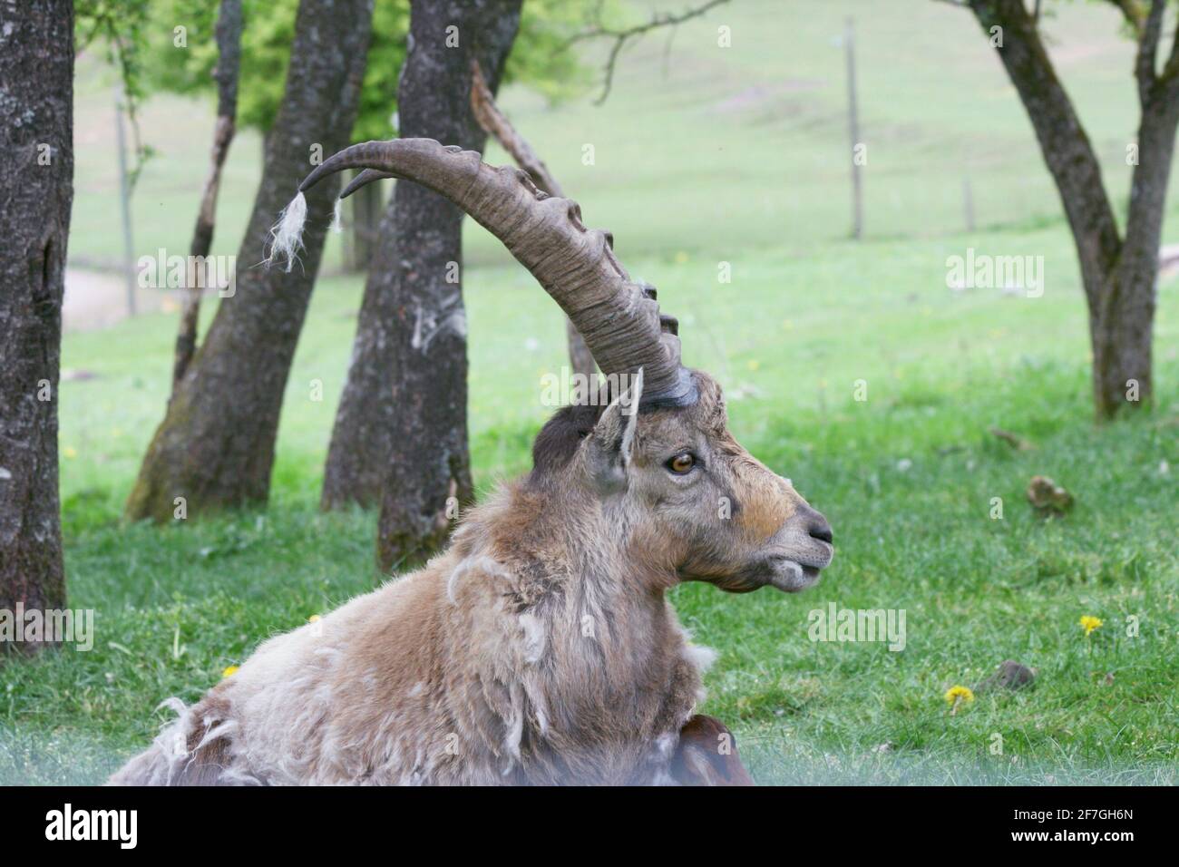 View young alpine ibex hi-res stock photography and images - Alamy