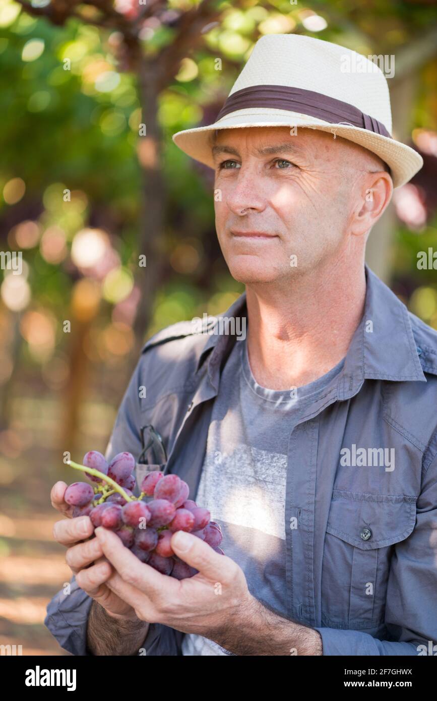 Holding bunch of red grapes hi-res stock photography and images - Alamy