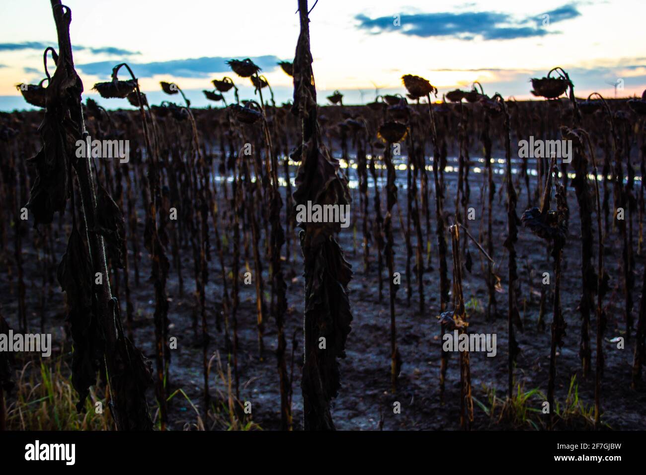 Dying Sunflowers Sunset Stock Photo - Alamy