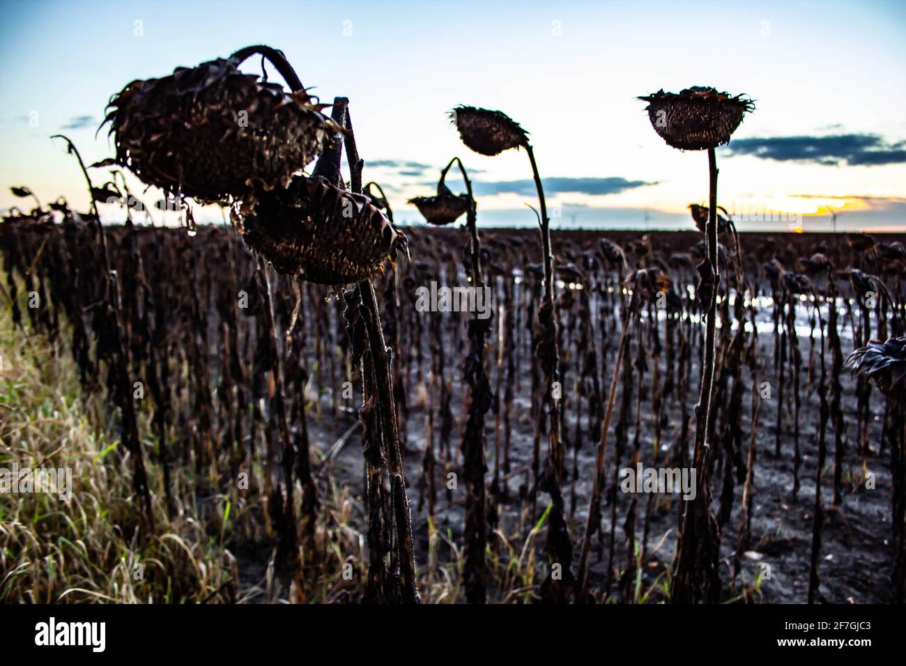 Dying Sunflowers Sunset Stock Photo - Alamy