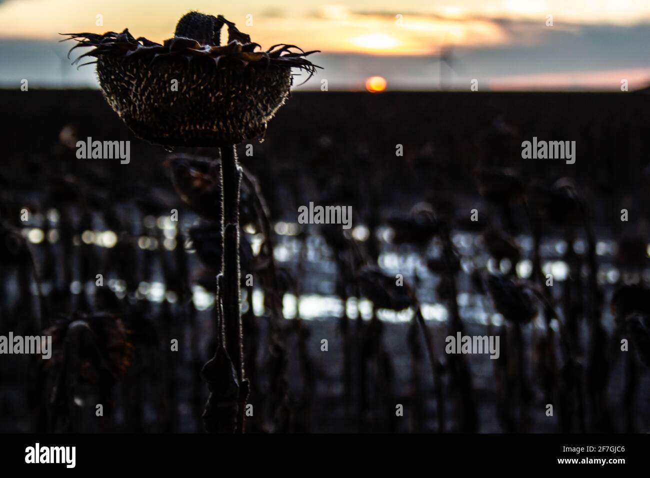 Dead sead hi-res stock photography and images - Alamy