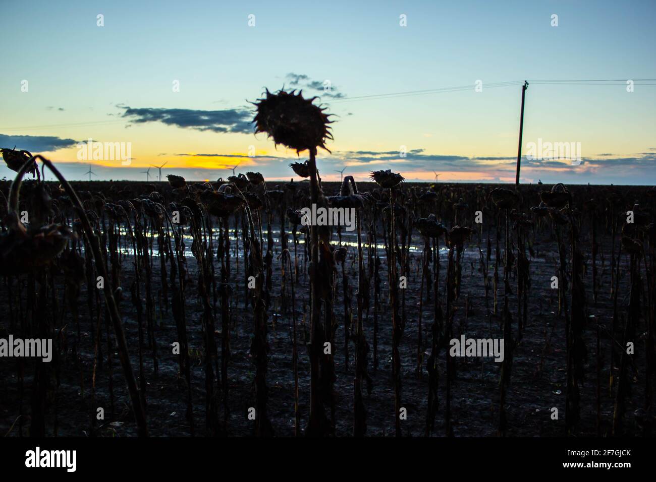 Sunflower dying in the sun High Resolution Stock Photography and Images ...