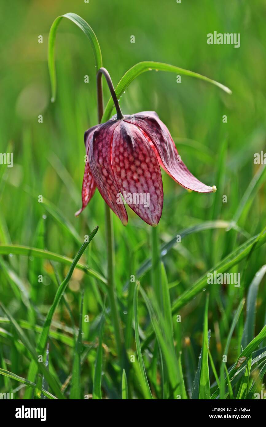 The chess flower hi-res stock photography and images - Alamy