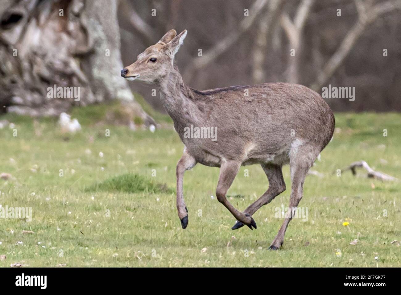 Adult doe, Sika deer, Cervus nippon, aka spotted or Japanese deer, RSPB ...