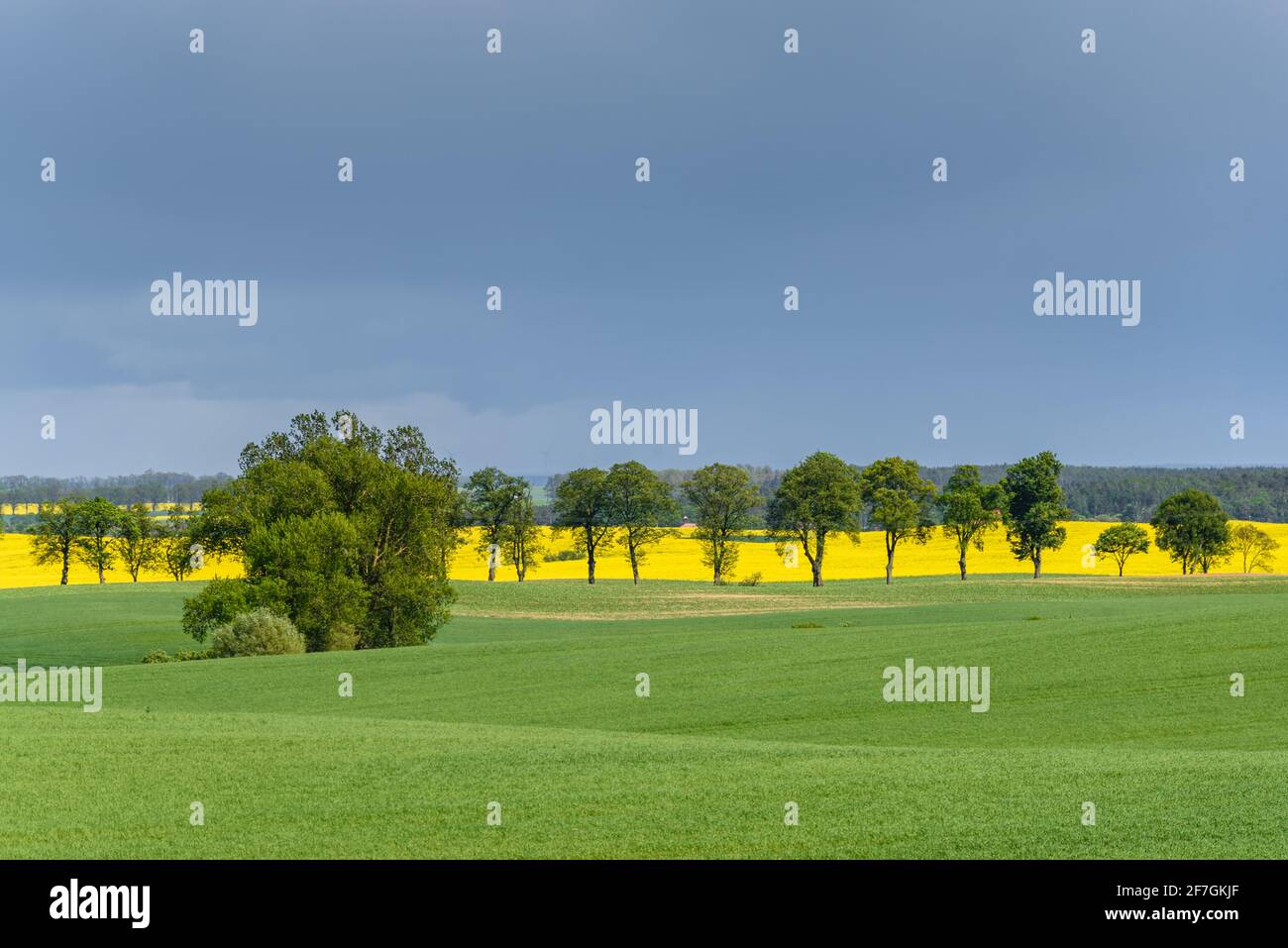 Row of trees and spring fields with blooming rapeseed. Poland, Europe ...