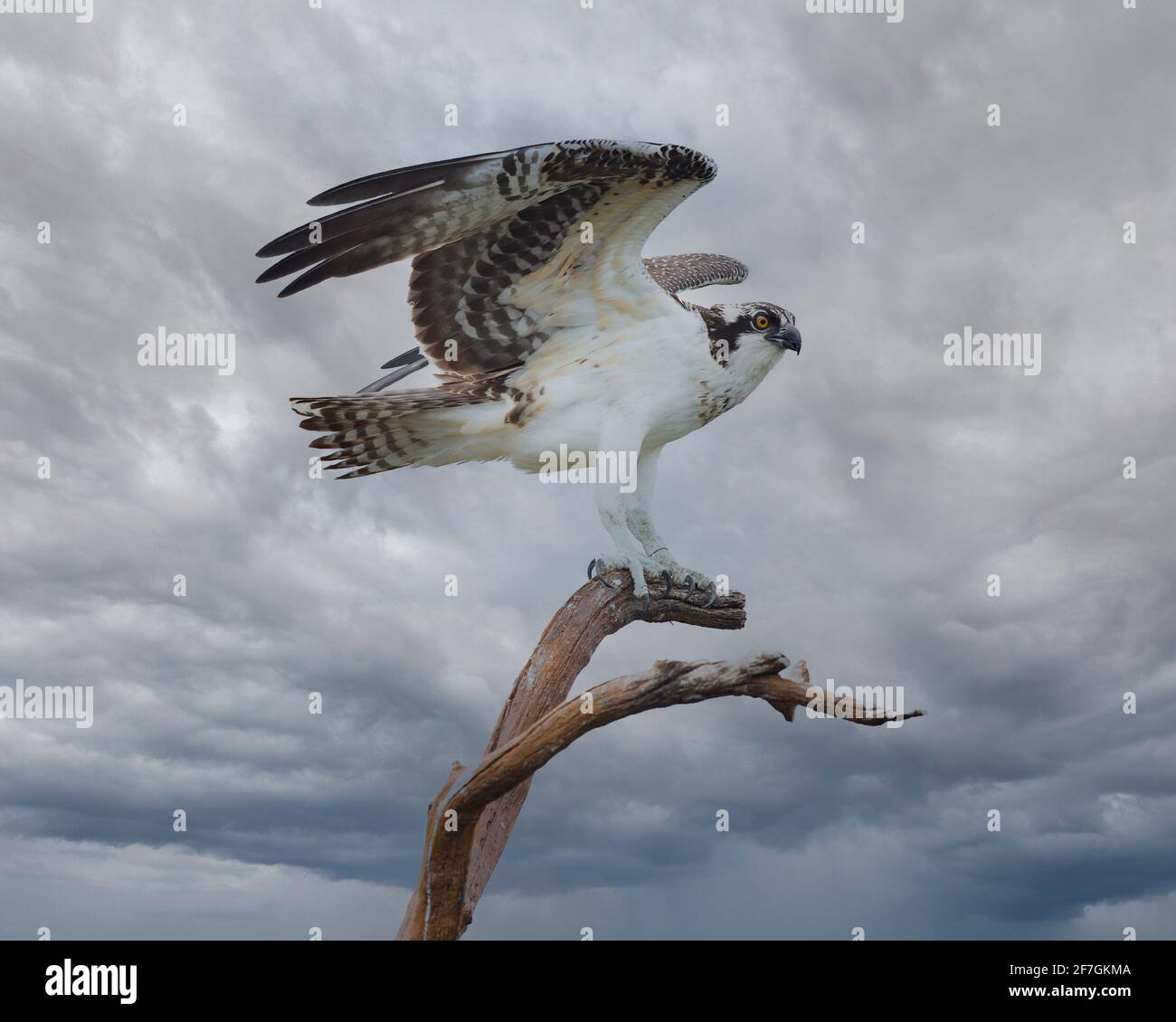 Osprey just landed on a perch Stock Photo - Alamy