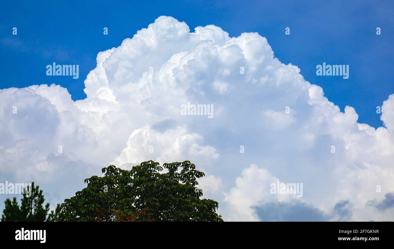 Massive Treetops High Resolution Stock Photography and Images - Alamy