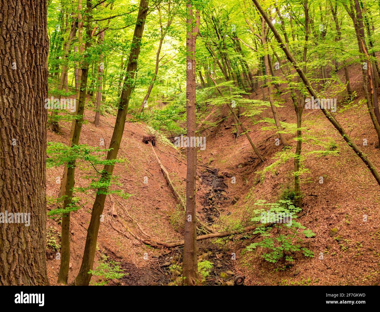 Deep jungle ravine trees hi-res stock photography and images - Alamy
