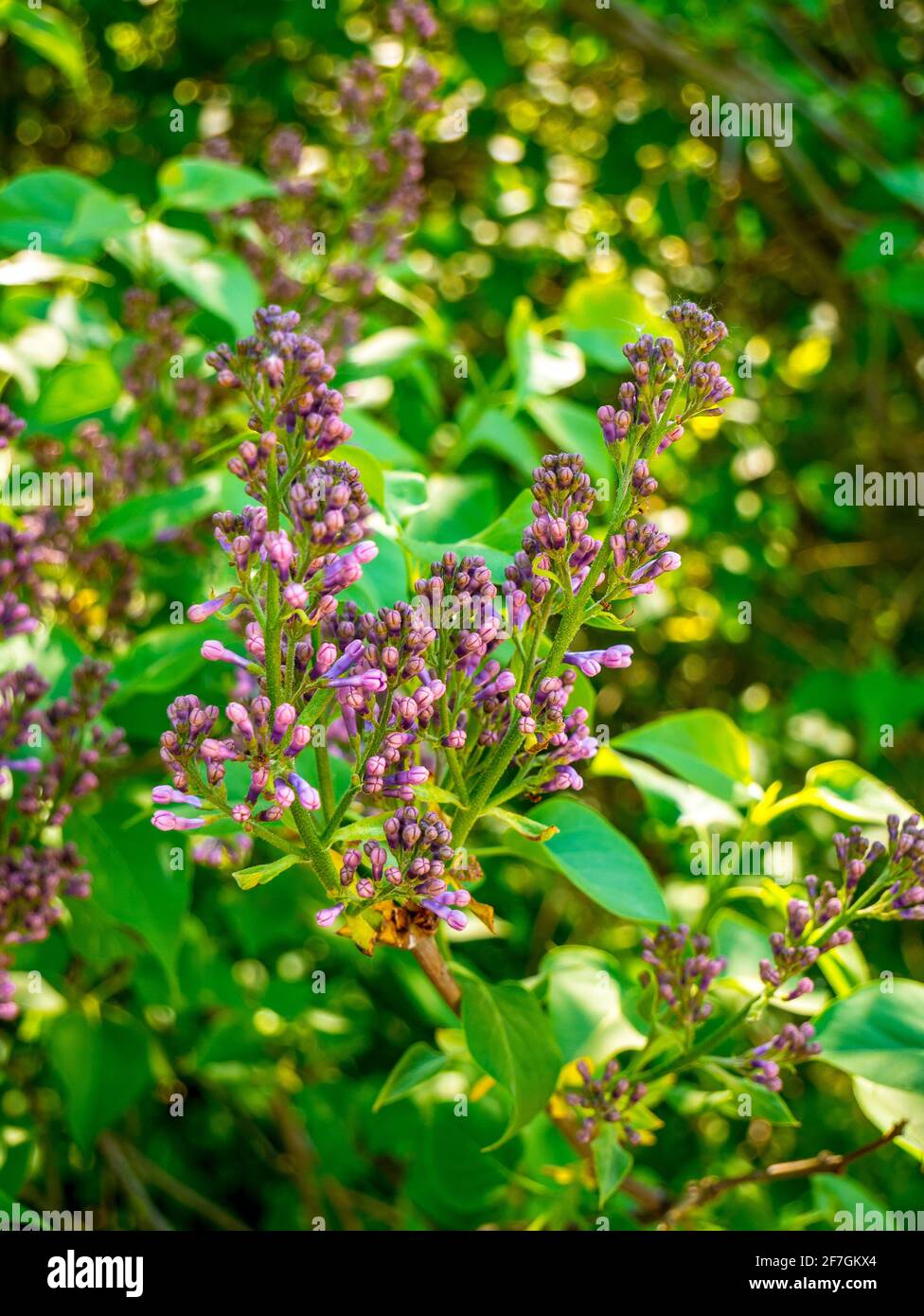 Lilac bush - Syringa vulgaris - view of branches with lots of closed ...