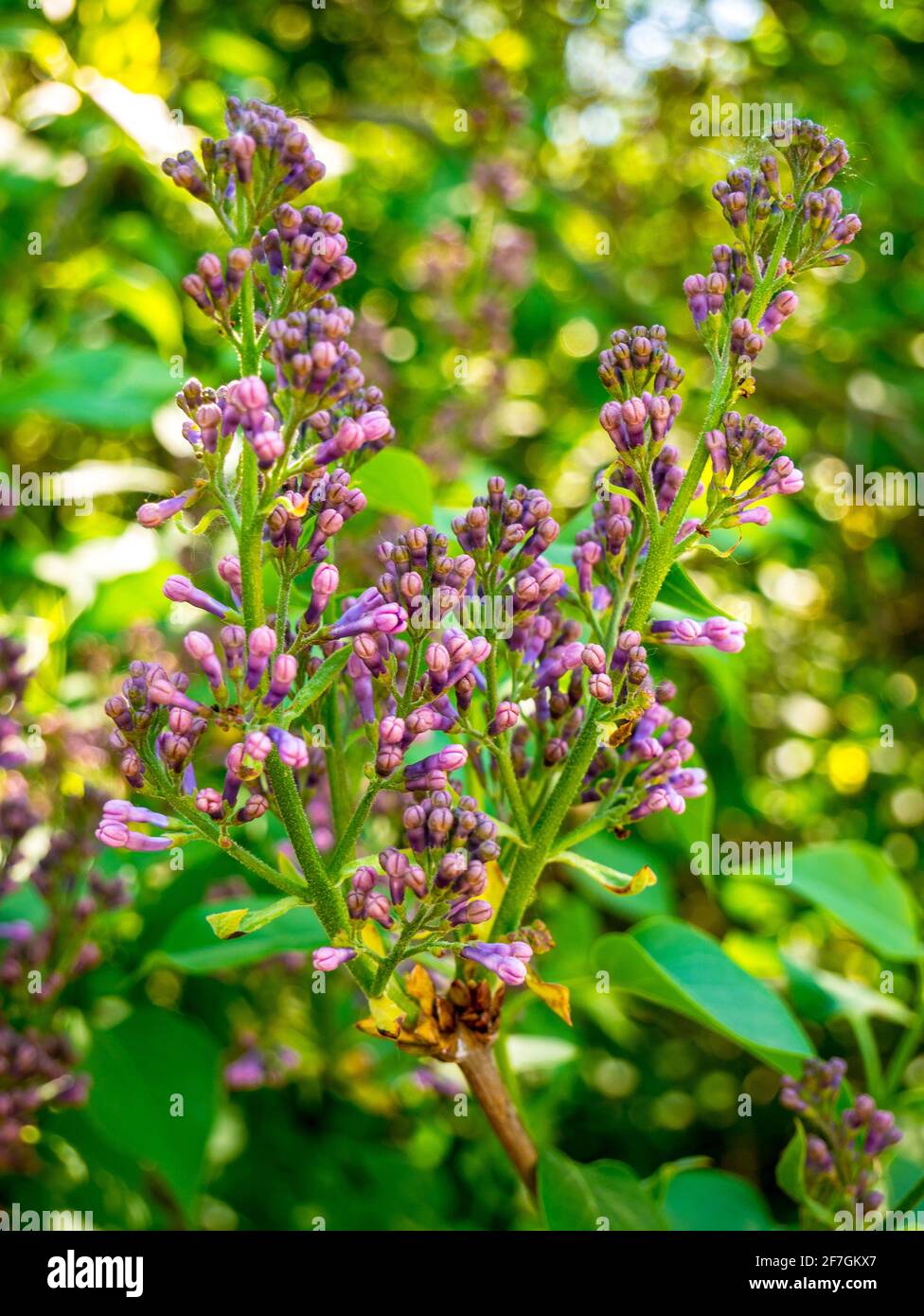 Lilac bush - Syringa vulgaris - view of the tip of a branch with lots ...