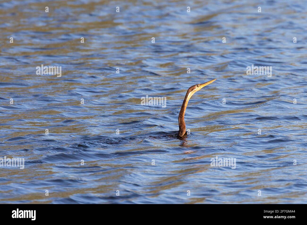 African Darter ( Anhinga rufa) or Snake Bird swimming partially ...