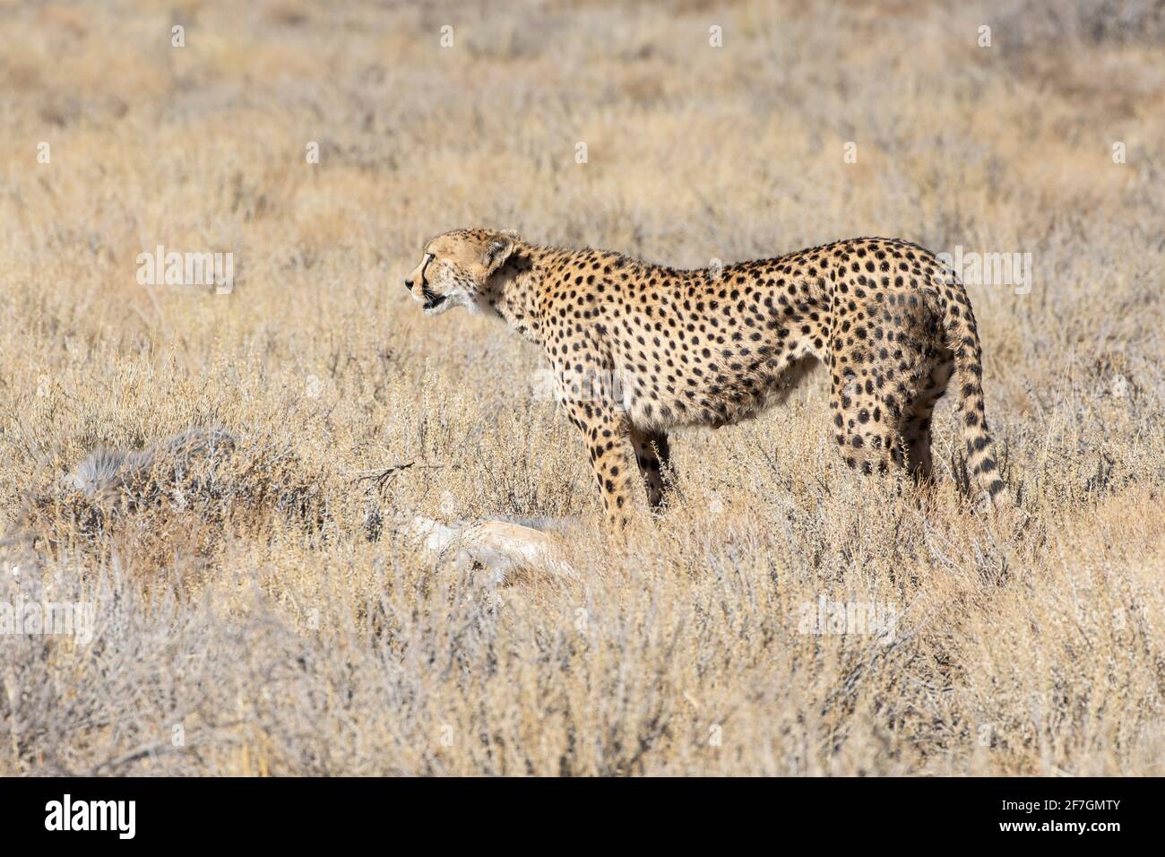 Cheetah (Acinonyx jubatus) Female standing guard over her two baby cubs ...