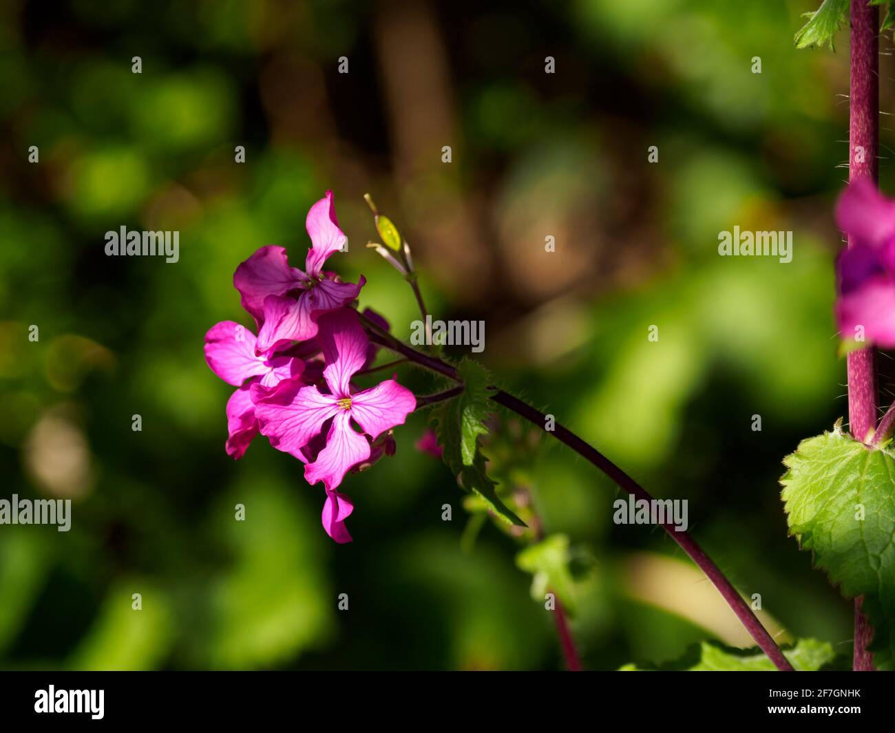 Wild flowers in the spring sunshine UK Stock Photo - Alamy