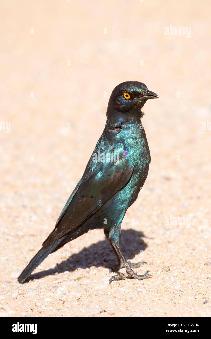 Cape Glossy Starling (Lamprotornis nitens) aka Red-shouldered Glossy ...