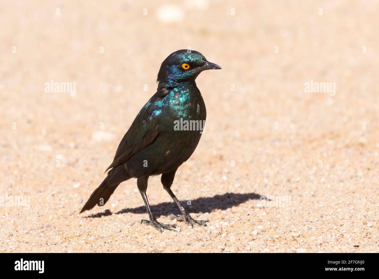 Cape Glossy Starling (Lamprotornis nitens) aka Red-shouldered Glossy ...