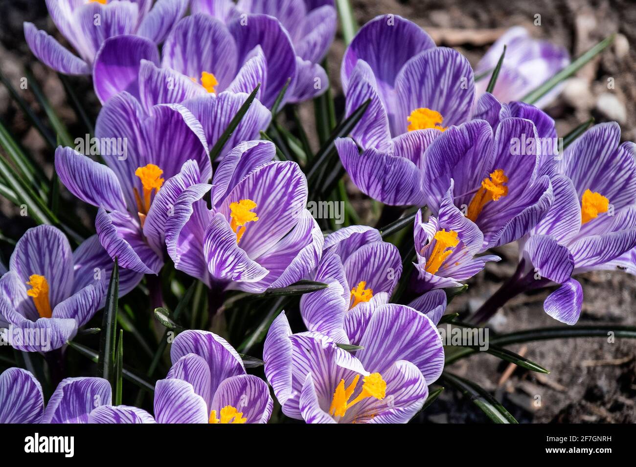 Striped crocus hi-res stock photography and images - Alamy