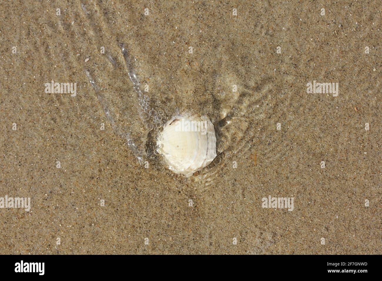 From seawater lapped conch shell lying in the sand Stock Photo - Alamy
