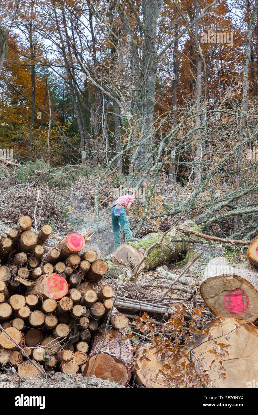 Timber deforestation hi-res stock photography and images - Alamy