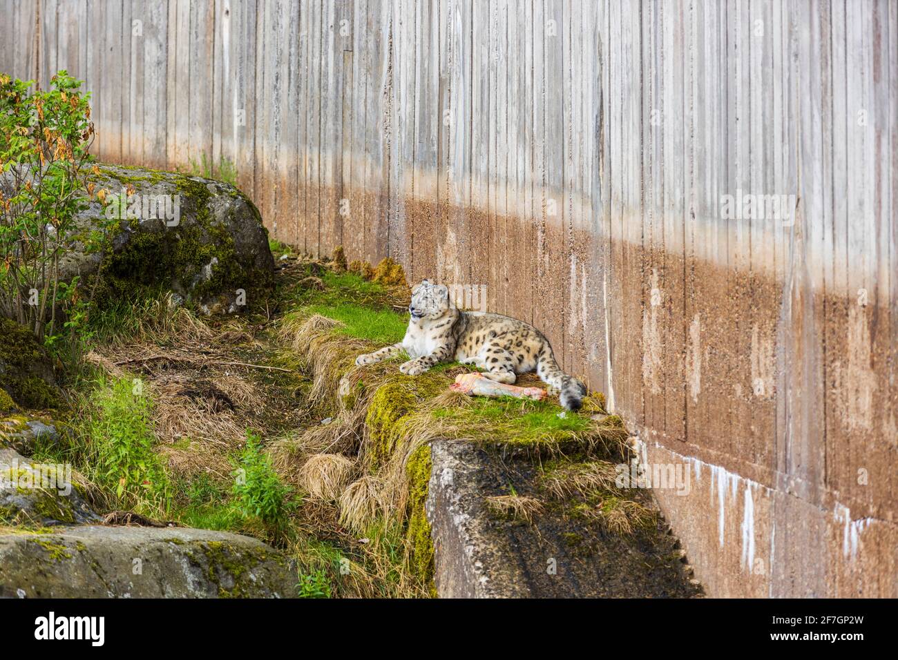 Beautiful view of gorgeous snow leopard laying on rock of Swedish zoo ...