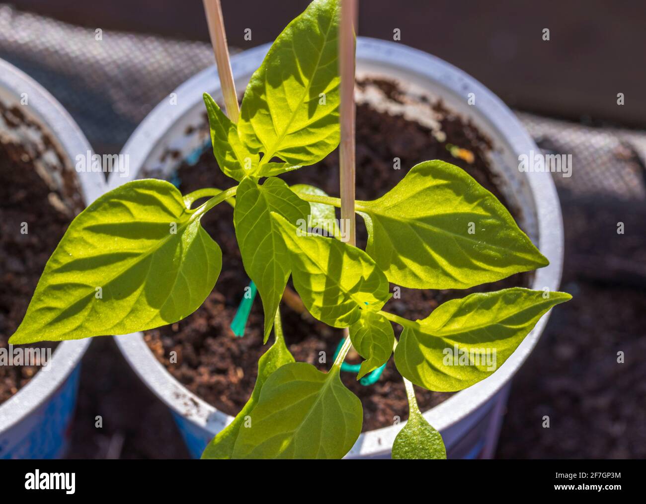 Close up macro view of growing peppers plants indoors before season ...