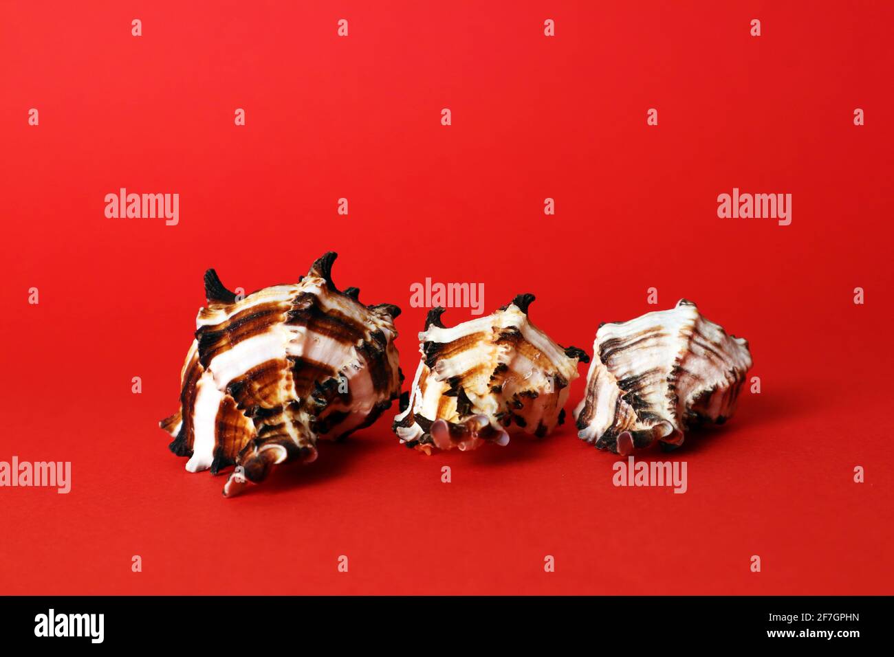 Murex mollusc shell hi-res stock photography and images - Alamy