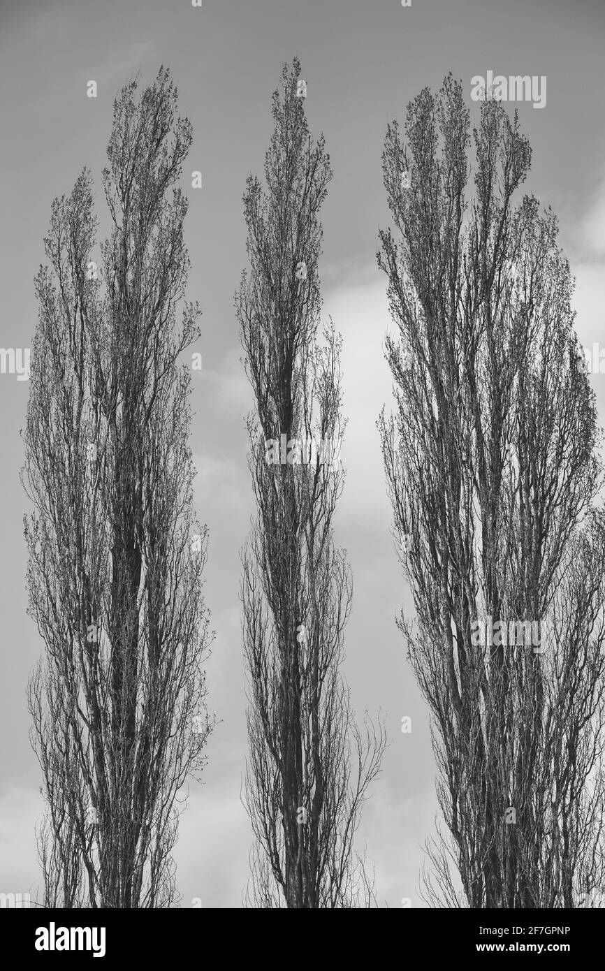 3 trees hi-res stock photography and images - Alamy