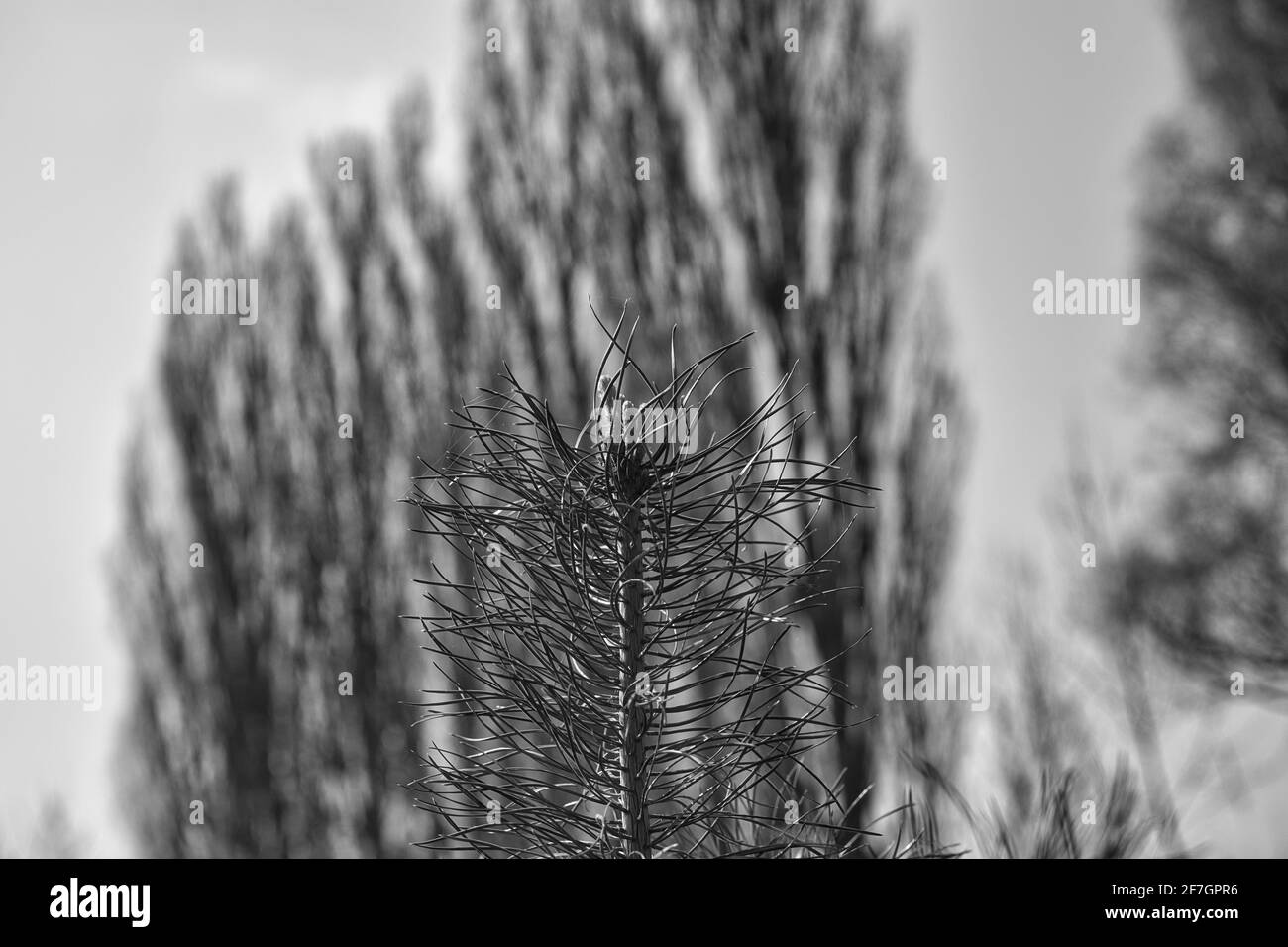 Back of angel Black and White Stock Photos & Images - Alamy