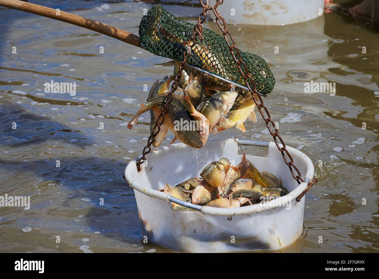Fresh Carp fishes in a bucket Stock Photo - Alamy