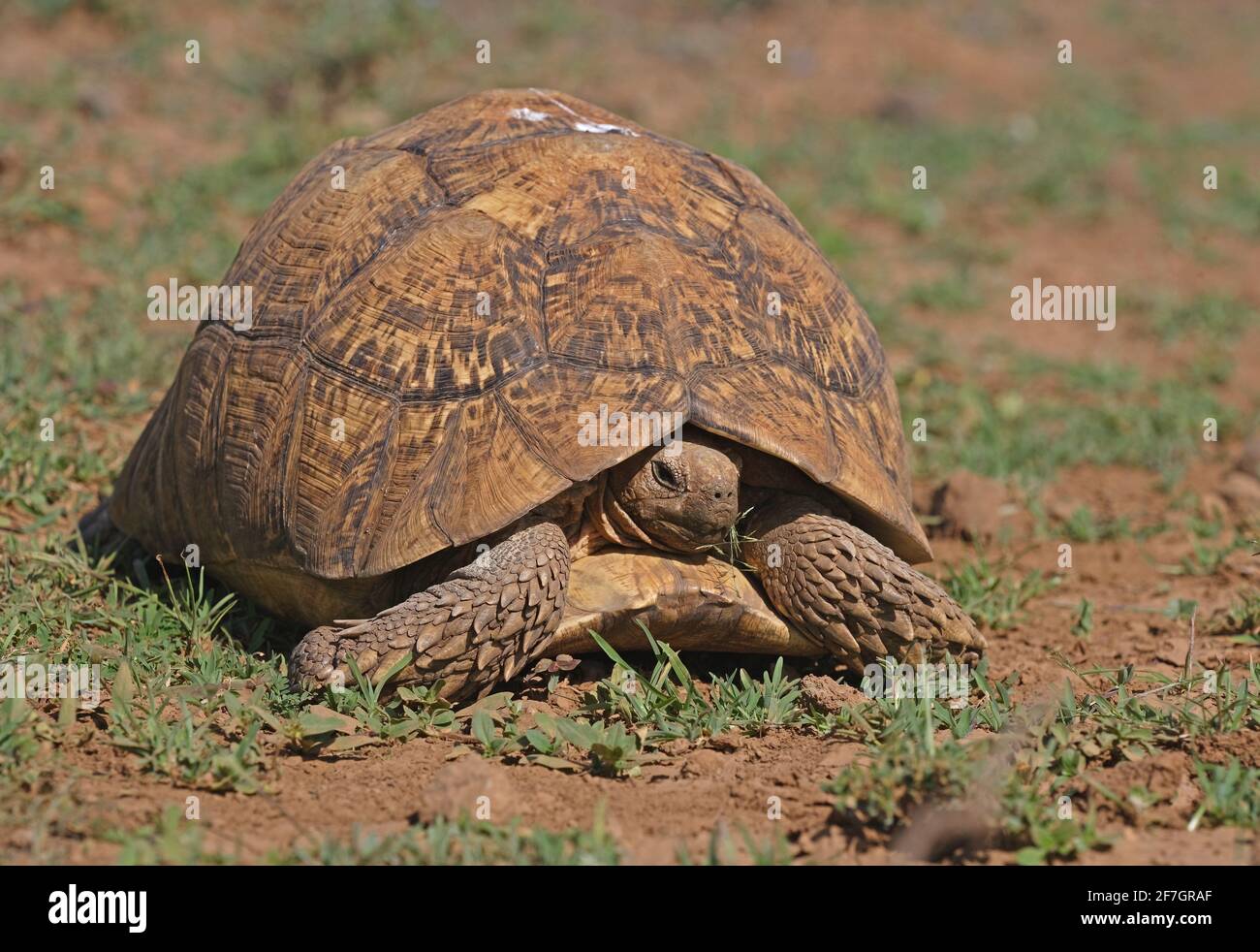 Leopard tortoise kenya hi-res stock photography and images - Alamy