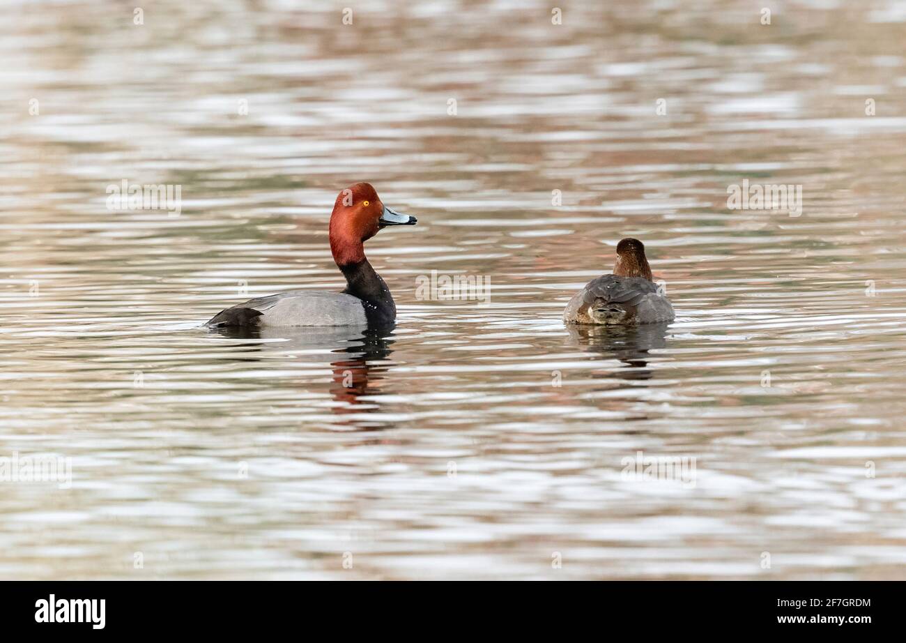 Hen redhead duck hi-res stock photography and images - Alamy