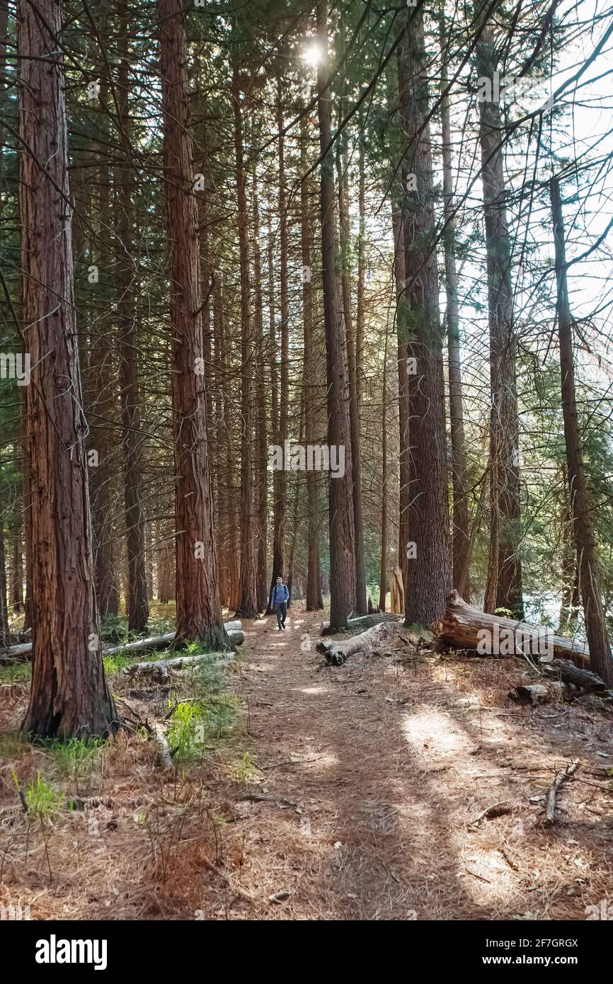Giant sequoia tree branches hi-res stock photography and images - Alamy