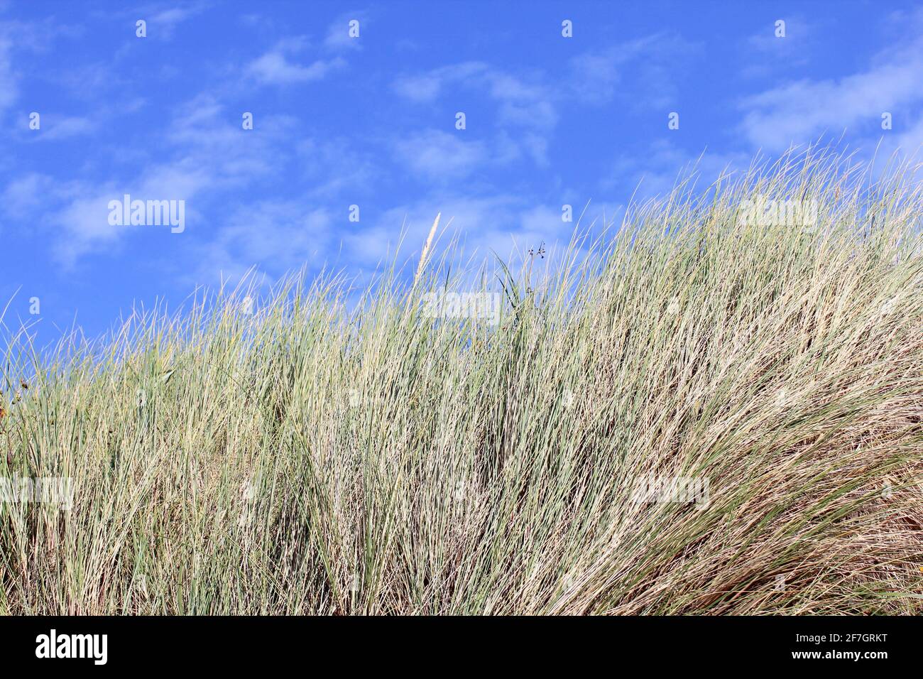 Sparse grass hi-res stock photography and images - Alamy
