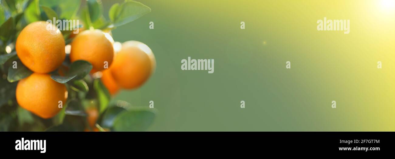 Mandarin Tree Banner.Orchard banner. tangerine fruits on the branches ...