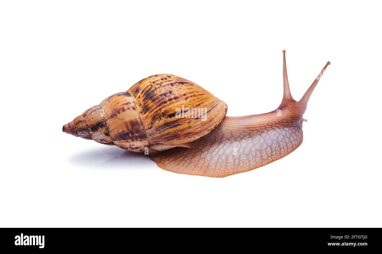 crawling live snail achatina isolated on white background Stock Photo ...
