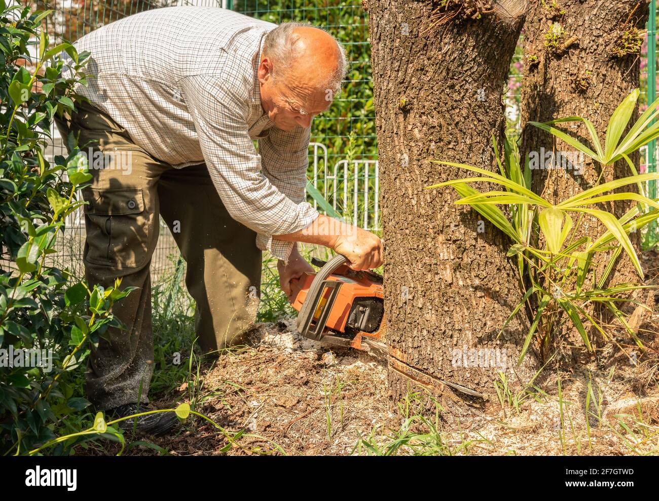 Senior man cutting tree with chainsaw in the garden Stock Photo - Alamy