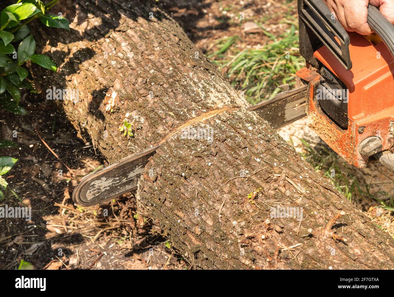 Closeup of woodcutter sawing chainsaw in motion, concept is to bring ...
