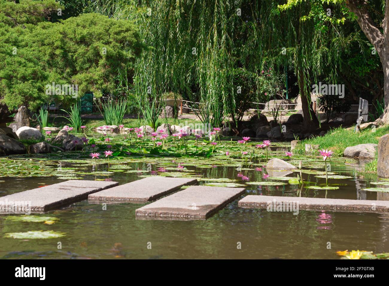 Summer city park pond on hi-res stock photography and images - Alamy