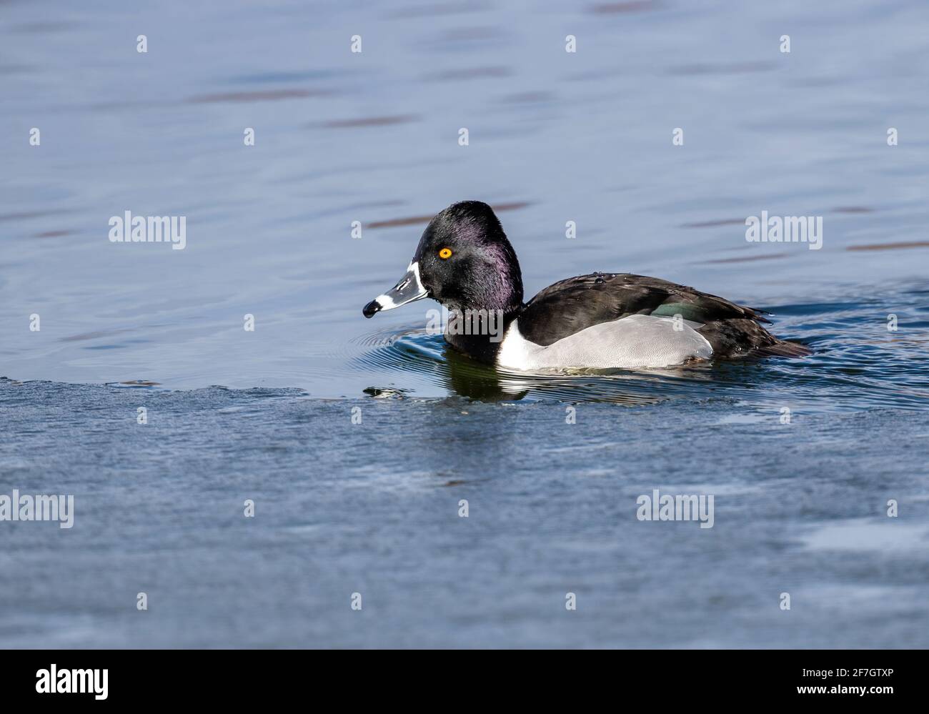 Purple sheen on head hi-res stock photography and images - Alamy