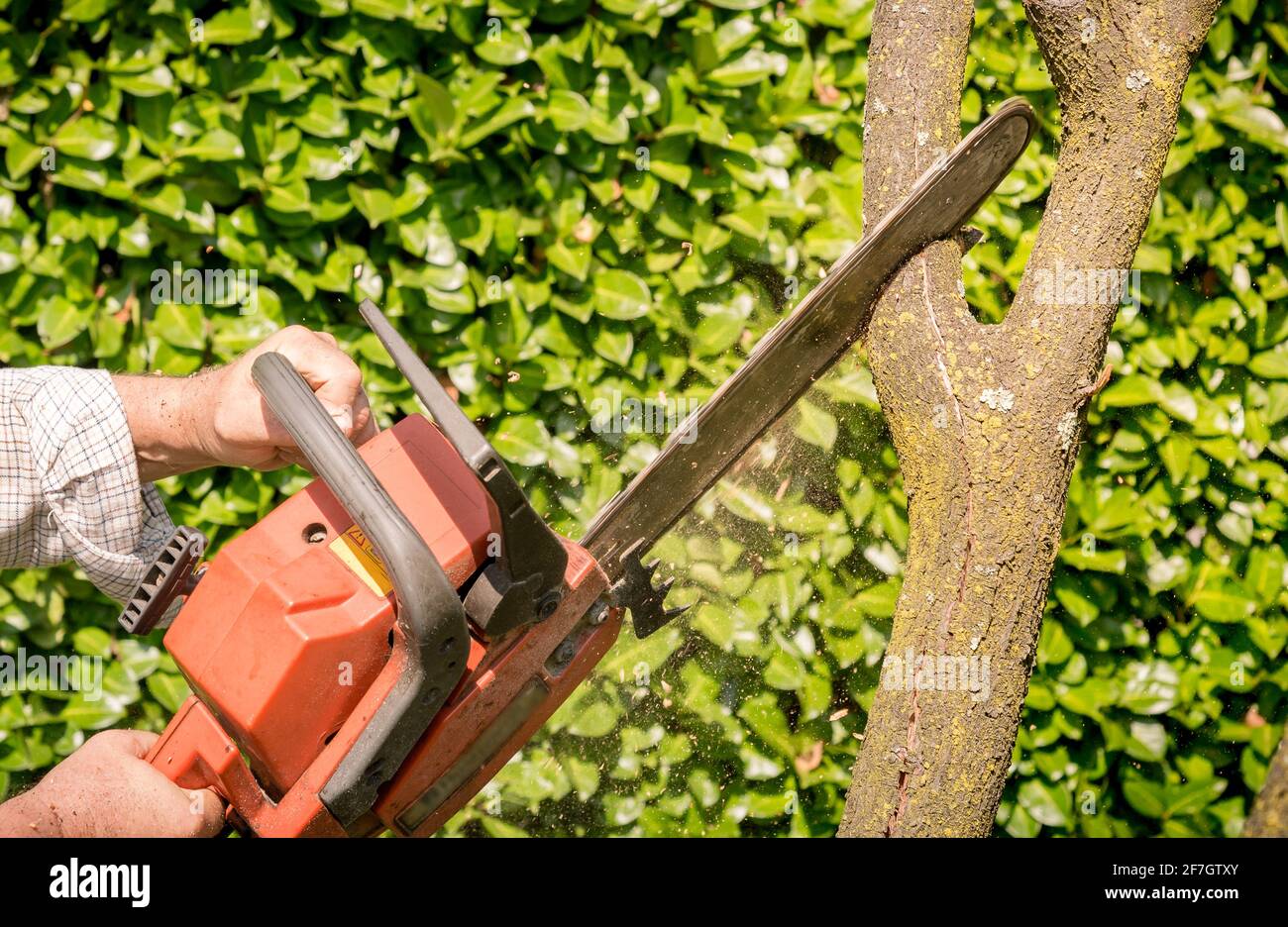 Closeup of woodcutter sawing chainsaw in motion, concept is to bring ...