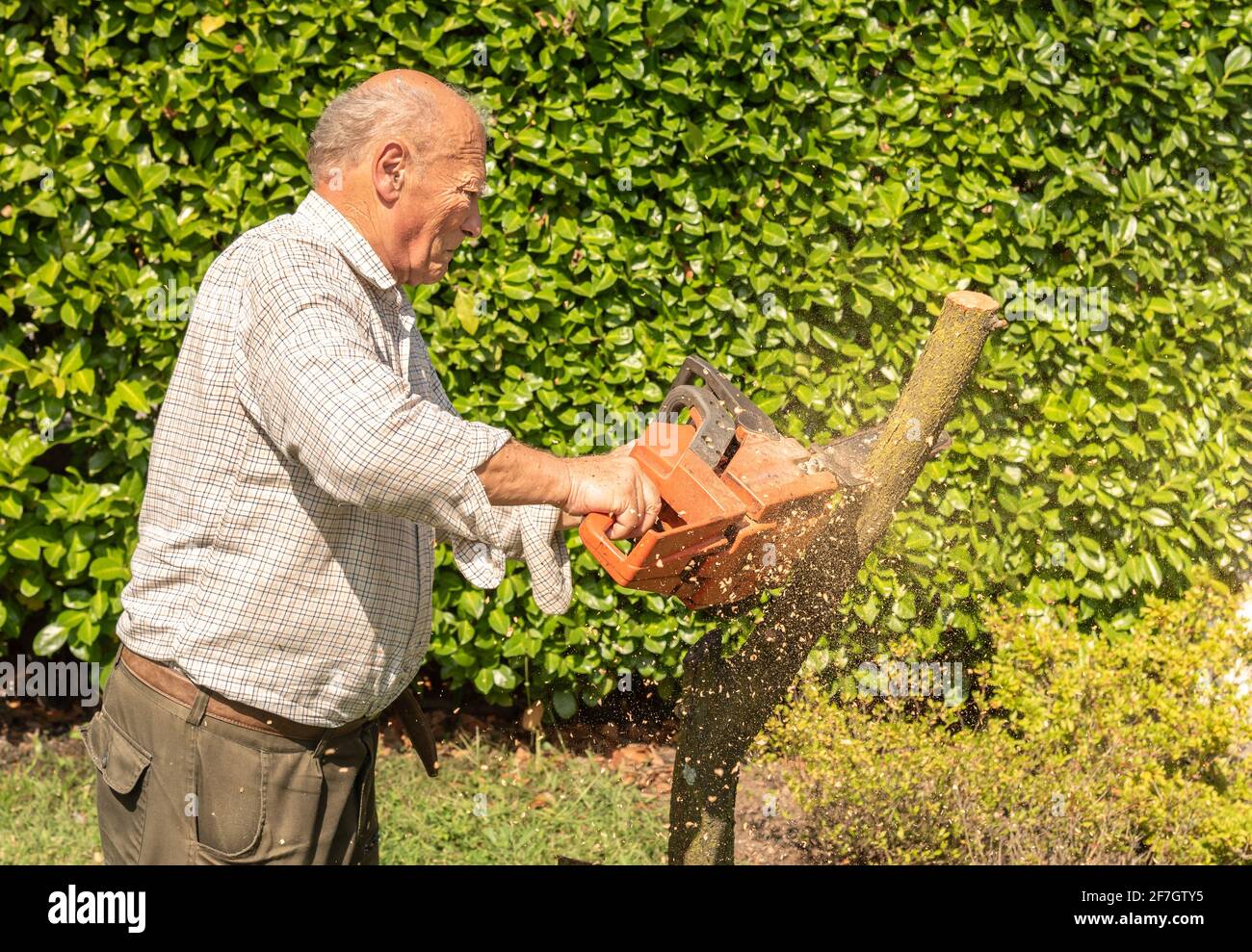 Senior man cutting tree with chainsaw in the garden Stock Photo - Alamy