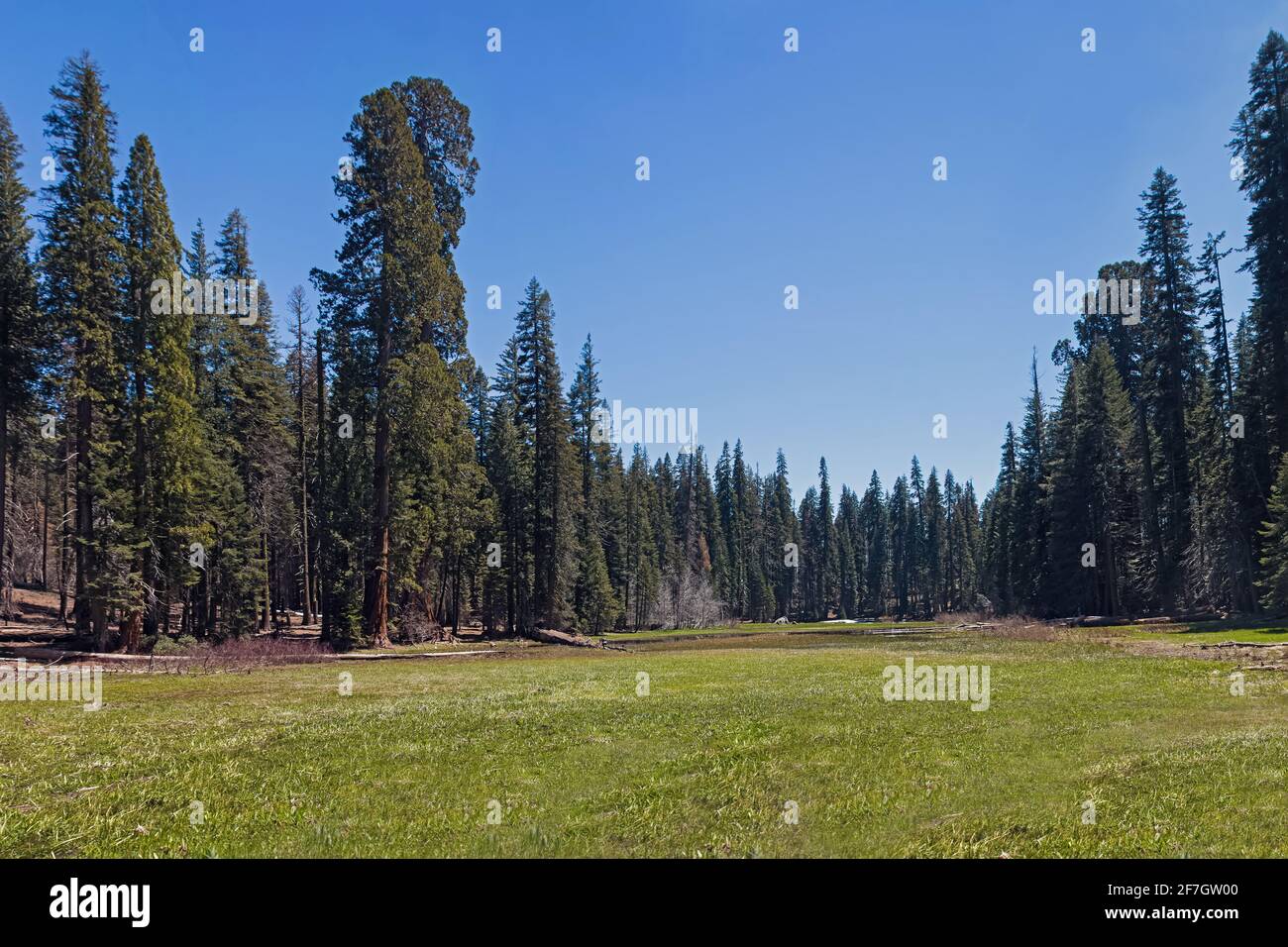 Landscape trees meadow tall hi-res stock photography and images - Alamy