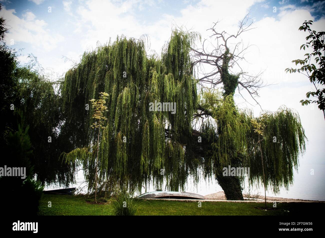 A large willow tree grows along the waters of the lake Stock Photo - Alamy